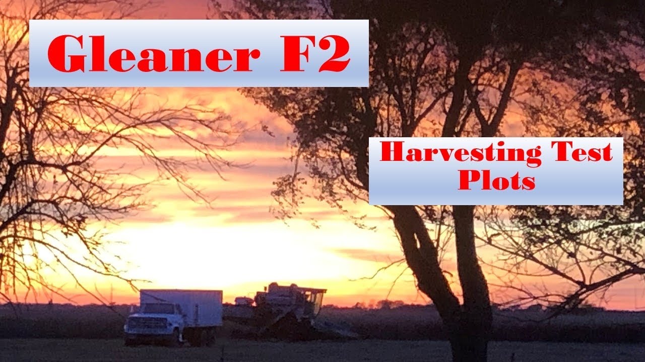 Gleaner F2 Harvesting Corn Test Plots - YouTube