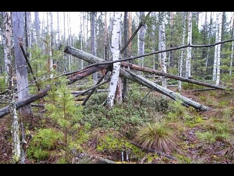 The Sasquatch Savant Theory 2: Why all these Stick and Tree Structures ...