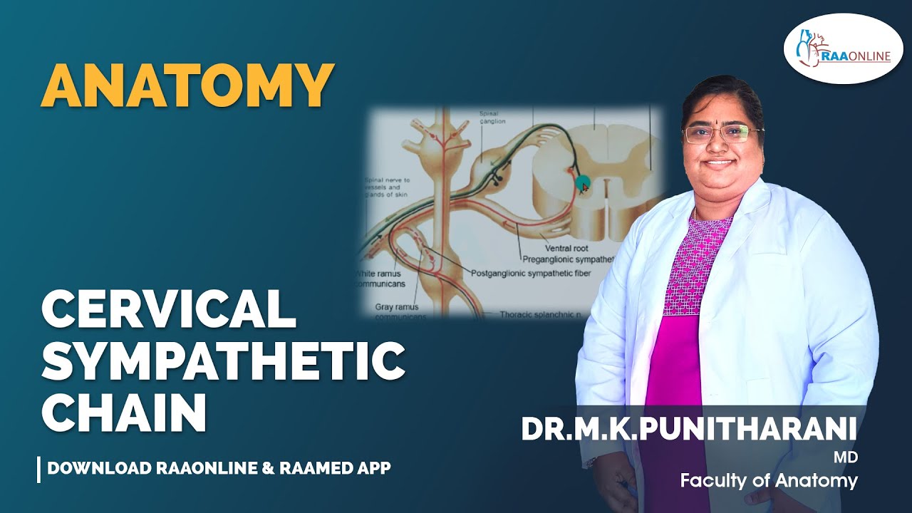 CERVICAL SYMPATHETIC CHAIN - YouTube