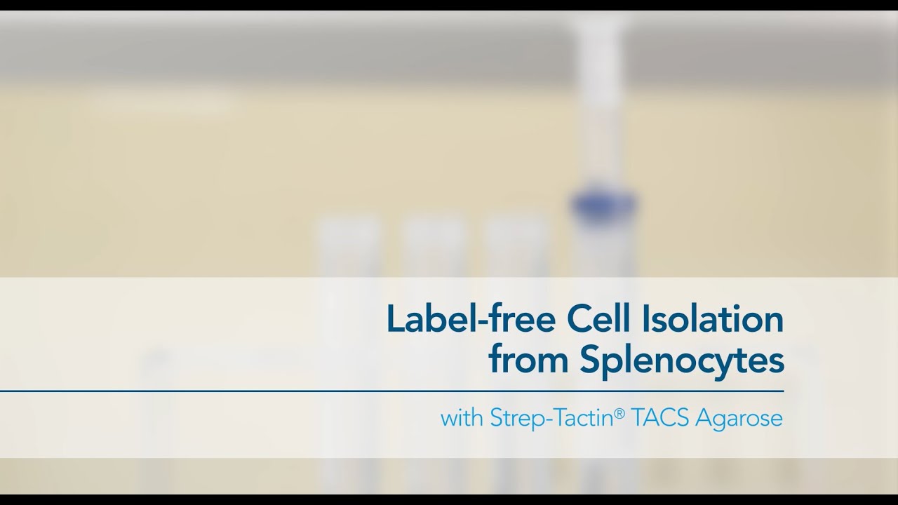 Label-free Cell Isolation from Splenocytes with Strep-Tactin® TACS ...