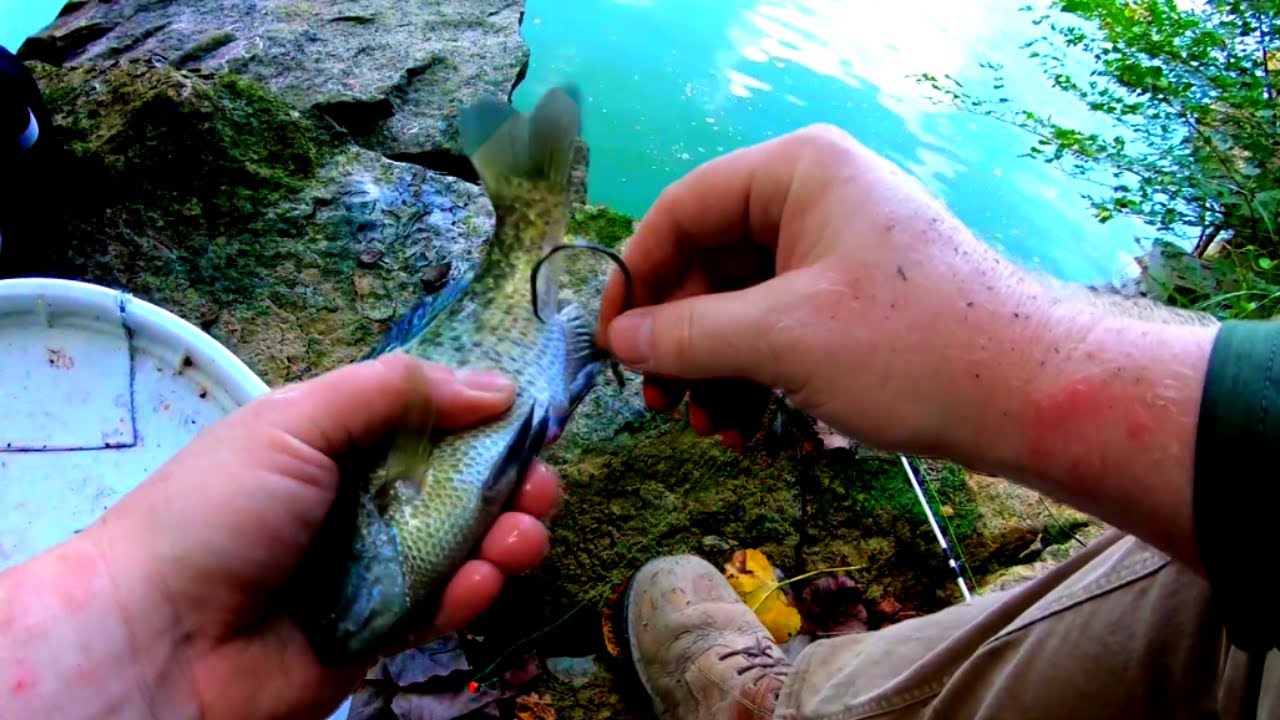 HOW to HOOK FLATHEAD BAITS and HOW to keep them ALIVE! - YouTube