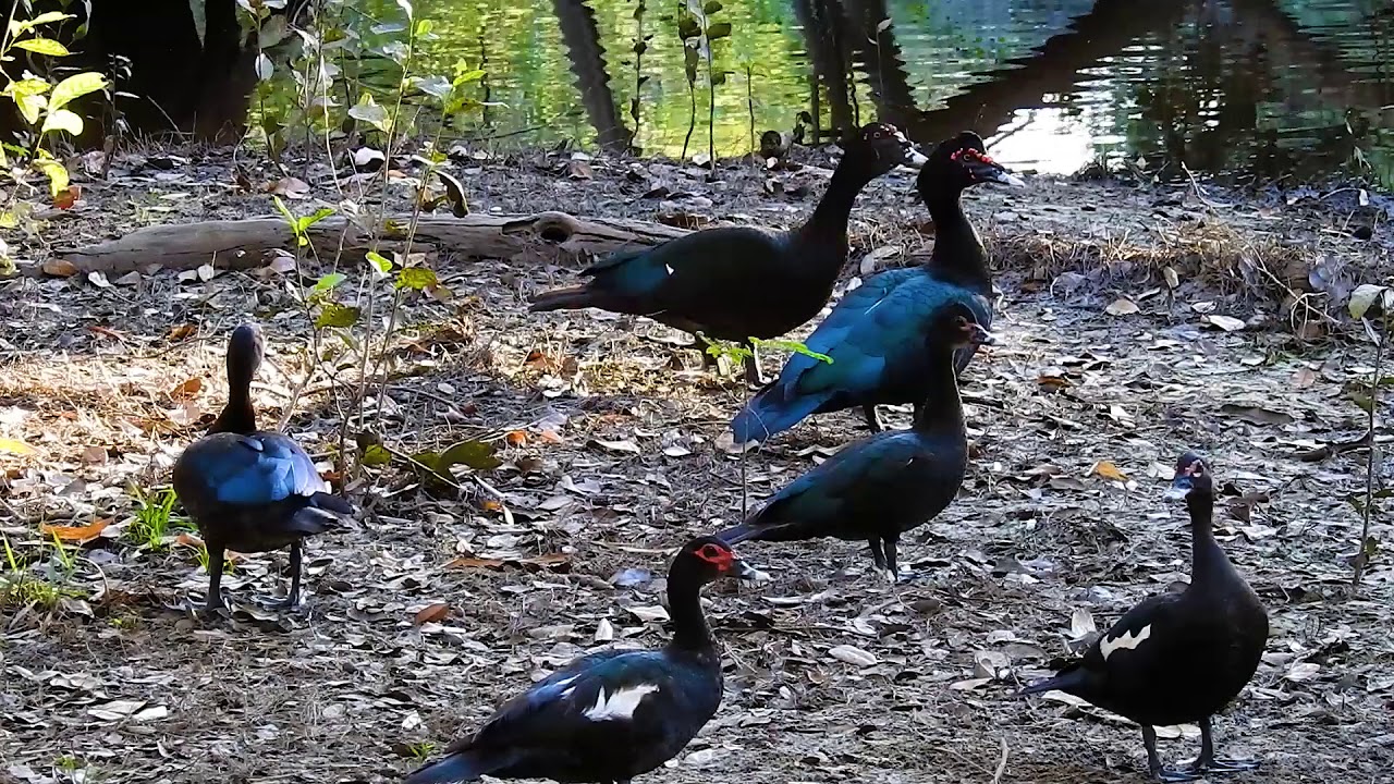 Wild Muscovy Duck: Flock Around the Creek! (Cairina moschata) Pato-do ...