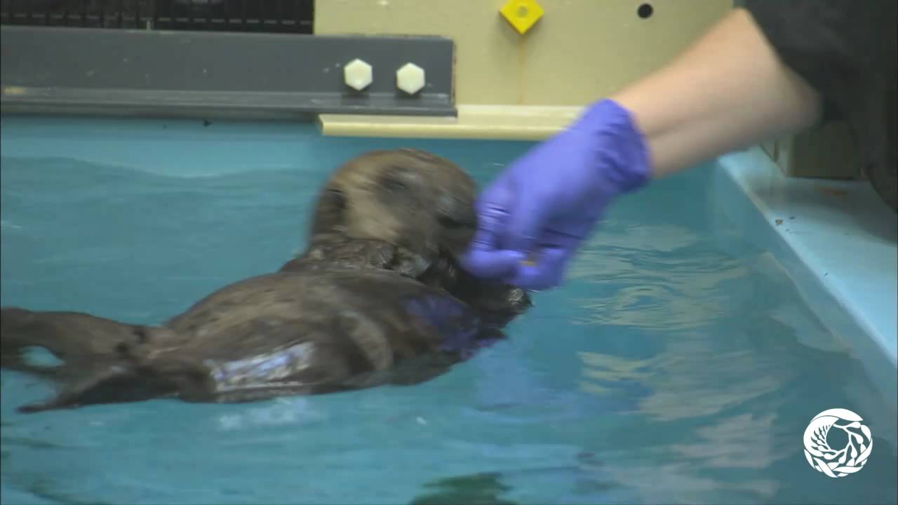 Kit the Sea Otter Pup: Clam Shells are Fun - YouTube
