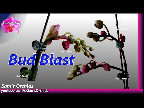 Bud blast on Phalaenopsis orchids - YouTube