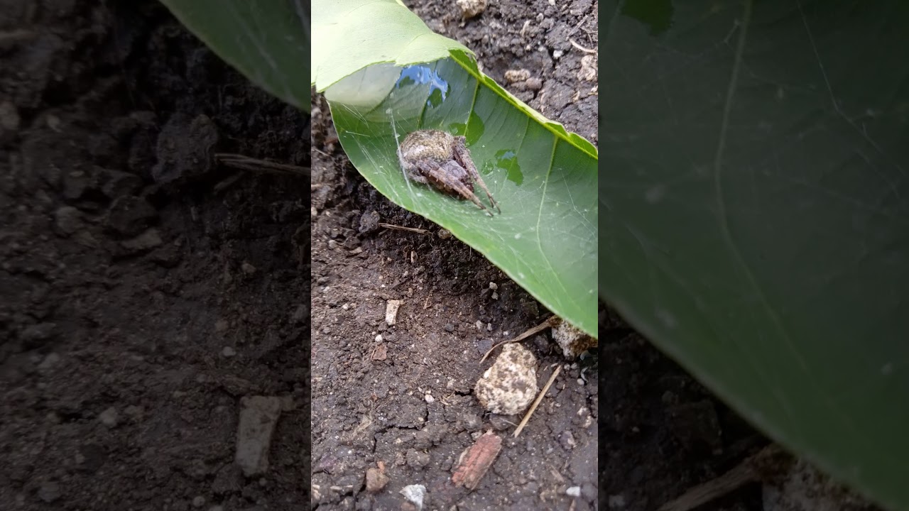 THE LEGEND DAMANG - YouTube