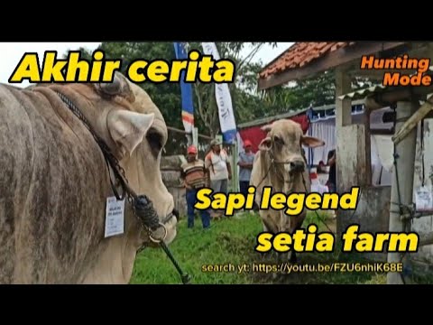 AKHIR CERITA SAPI LEGEND DARI SETIA FARM - YouTube