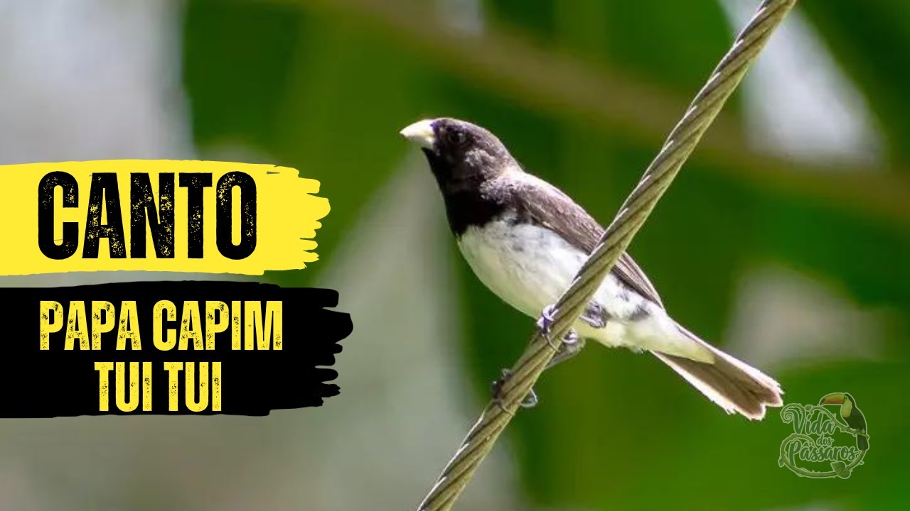 Papa capim TUI TUI cantando (SOM BEM ALTO) ♫ ♫ ♫ - YouTube
