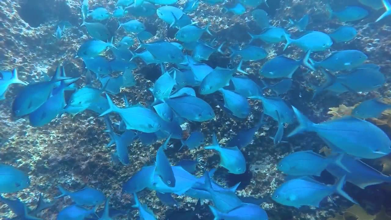 02 Blue Mau Mau - YouTube
