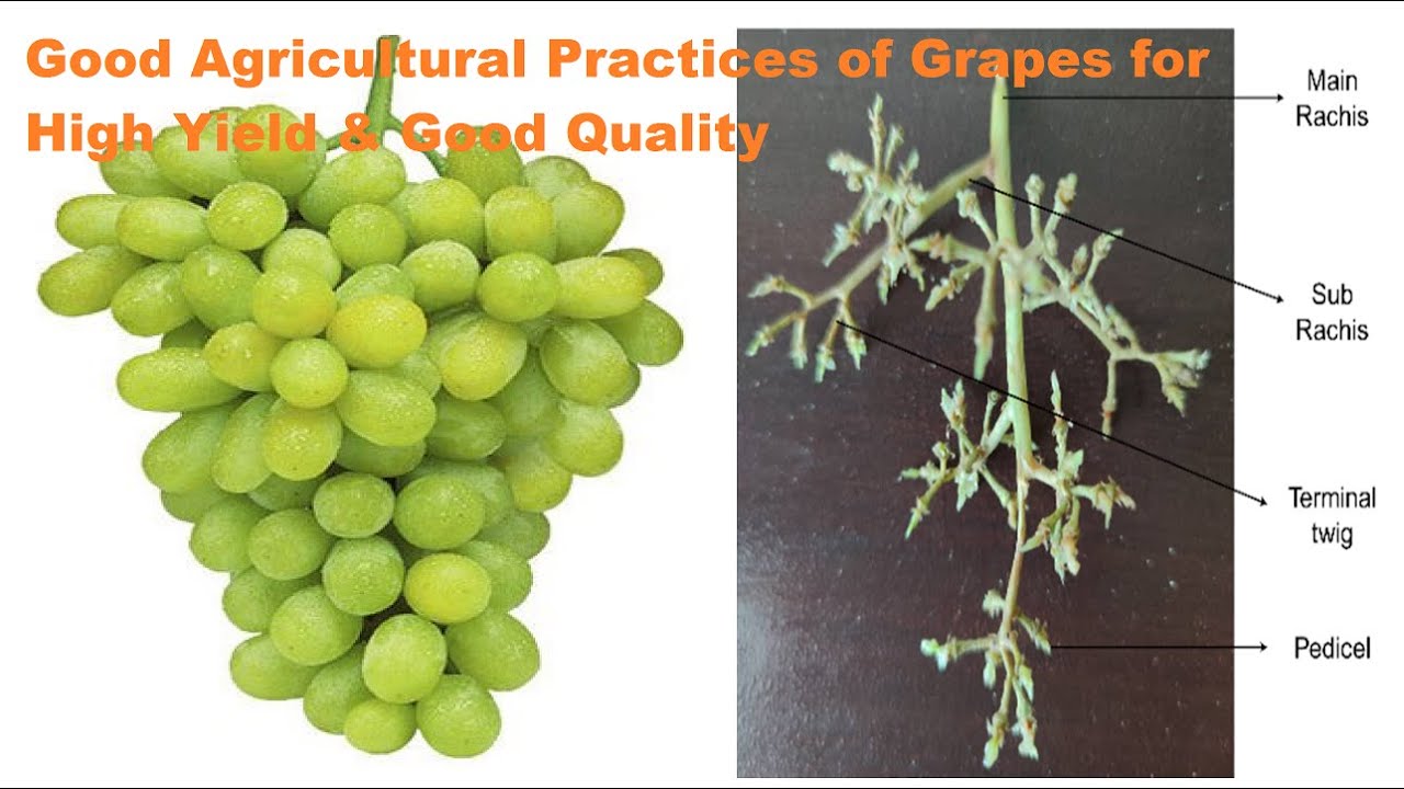 Good Agricultural Practices of Grapes for High Yield & Good Quality ...