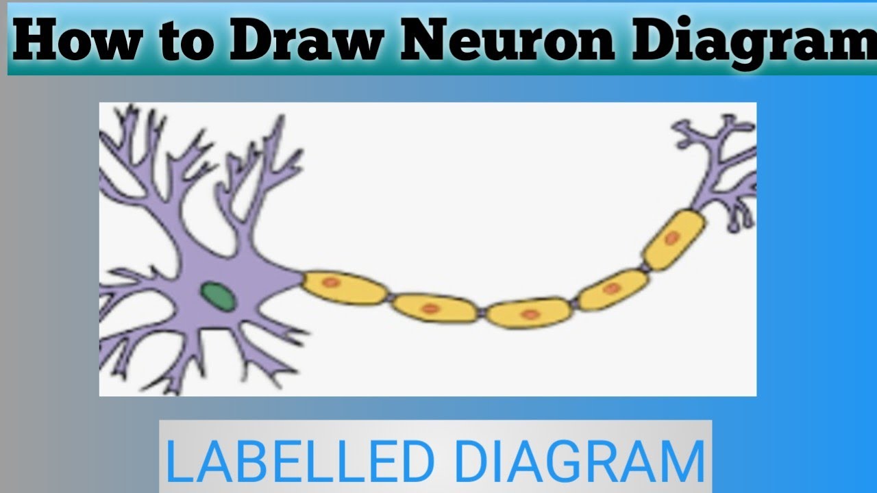 How to draw neuron | Draw Neuron Easily | @eduartgrow - YouTube