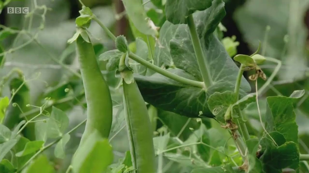 Kertész kertje borsó vetése S51 részletek - YouTube