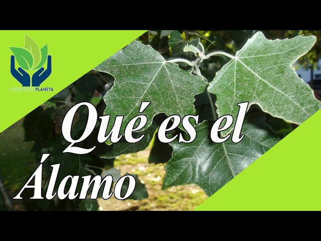 El álamo temblón (Populus tremuloides): características y cuidados en ...