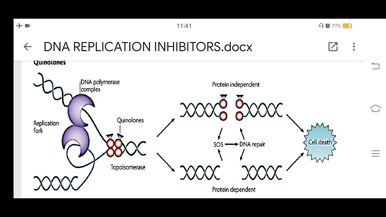 DNA replication inhibitors - YouTube
