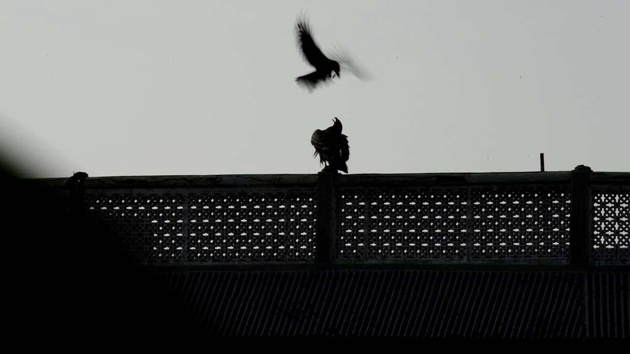 crow and eagle fight - YouTube