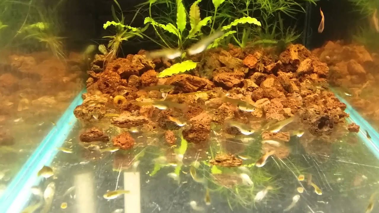 Endlers Magenta - YouTube