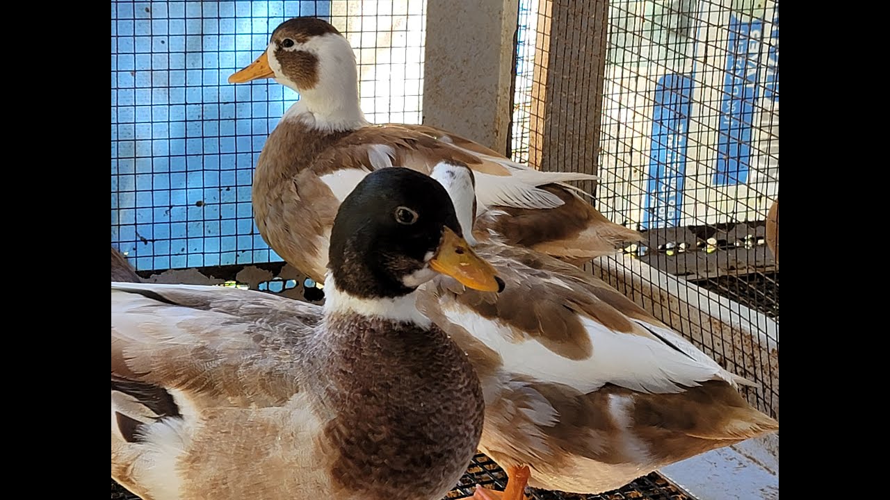 BSC-FARM.COM Nutmeg Pied Call Duck P.1 - YouTube