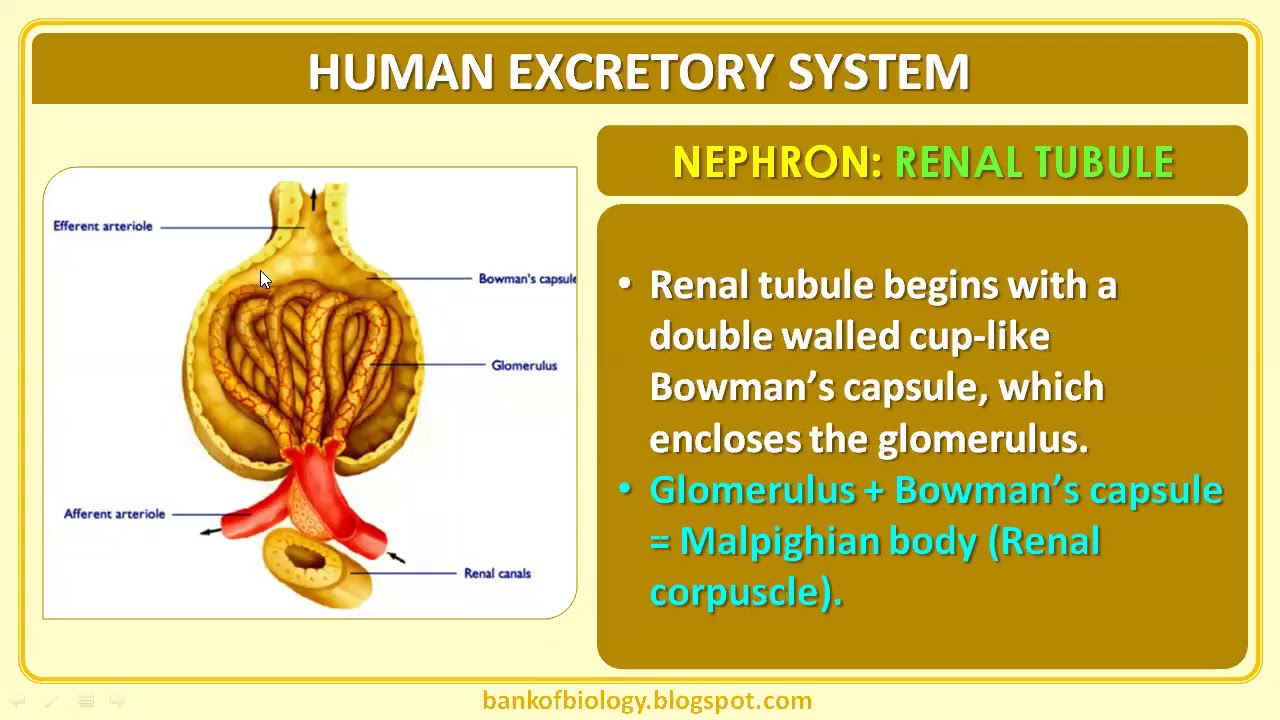 EXCRETORY SYSTEM URINE FORMATION FOR NEET BY SRIKANTH SIR - YouTube