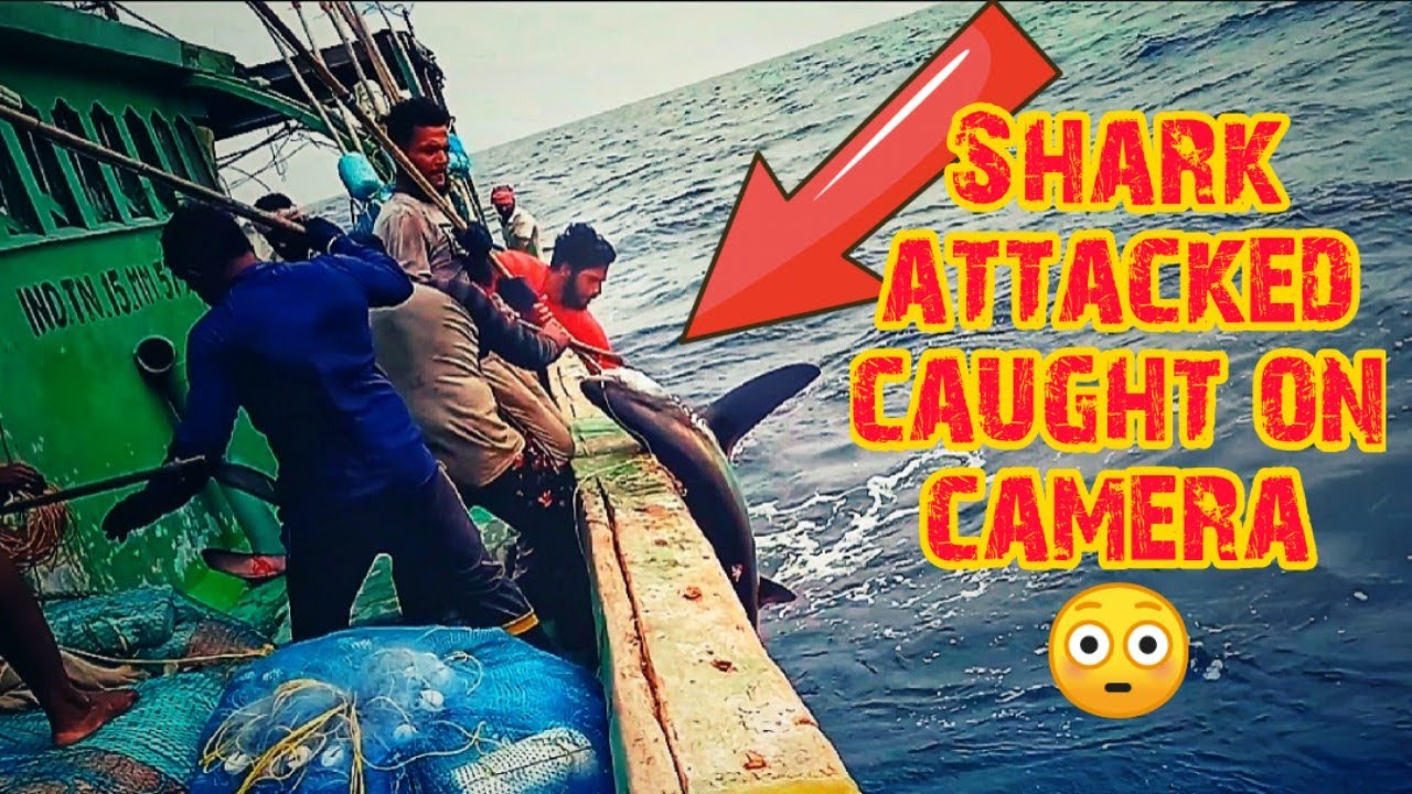 Shark attack a human CAUGHT ON CAMERA | shark sneak attack - YouTube