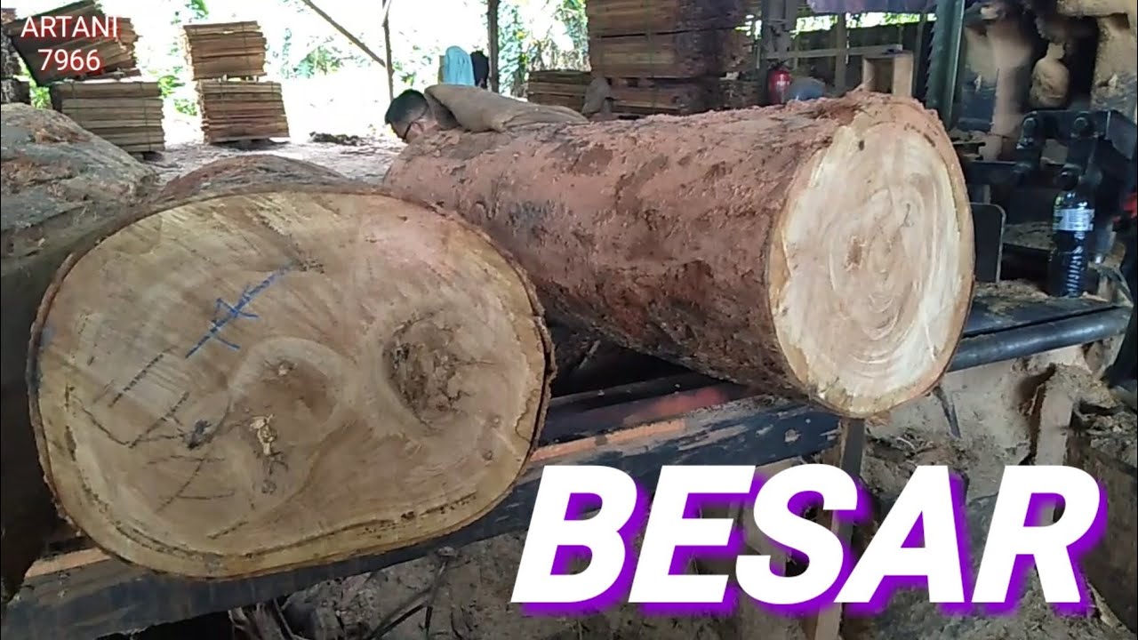 SAWMILL WOOD!! PROSES PEMOTONGAN KAYU BESAR BESAR SIMAK TERUS GAESS ...