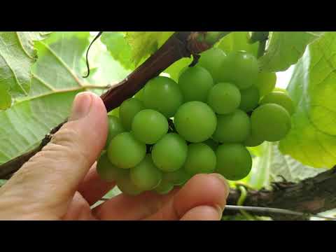 🍇 COMO RECUPERAR PARREIRA DE UVA | DICAS IMPORTANTES PARA O CULTIVO.