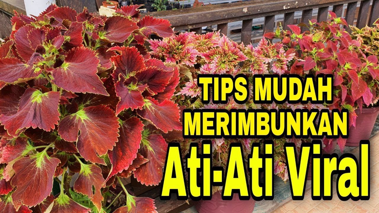 Tips Mudah Merimbunkan Bunga Ati-Ati Viral - YouTube