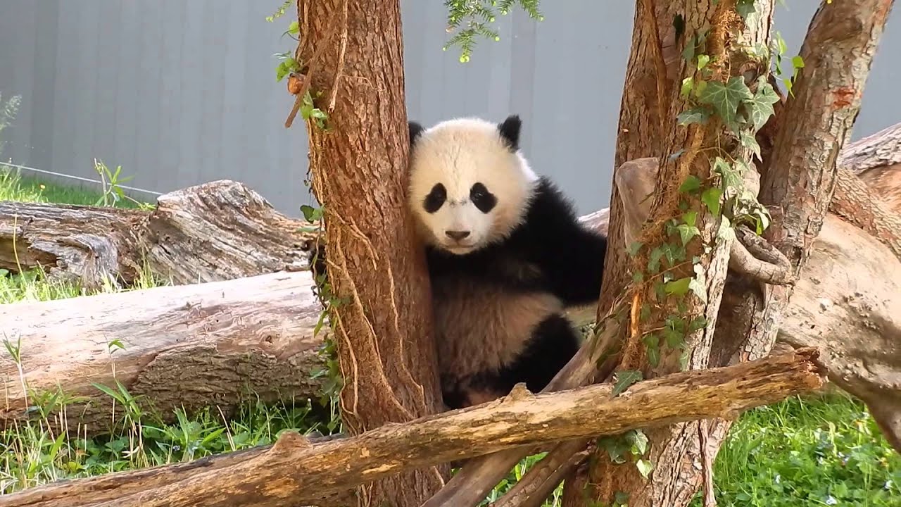 Giant Panda Bao Bao Adorable - YouTube