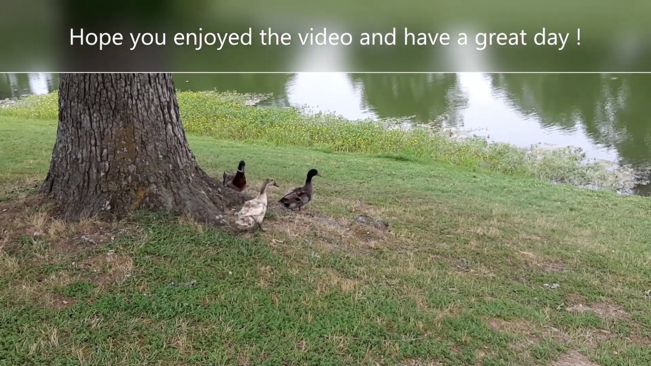 Two tame rabbits still alive, while living on their own ~ - YouTube