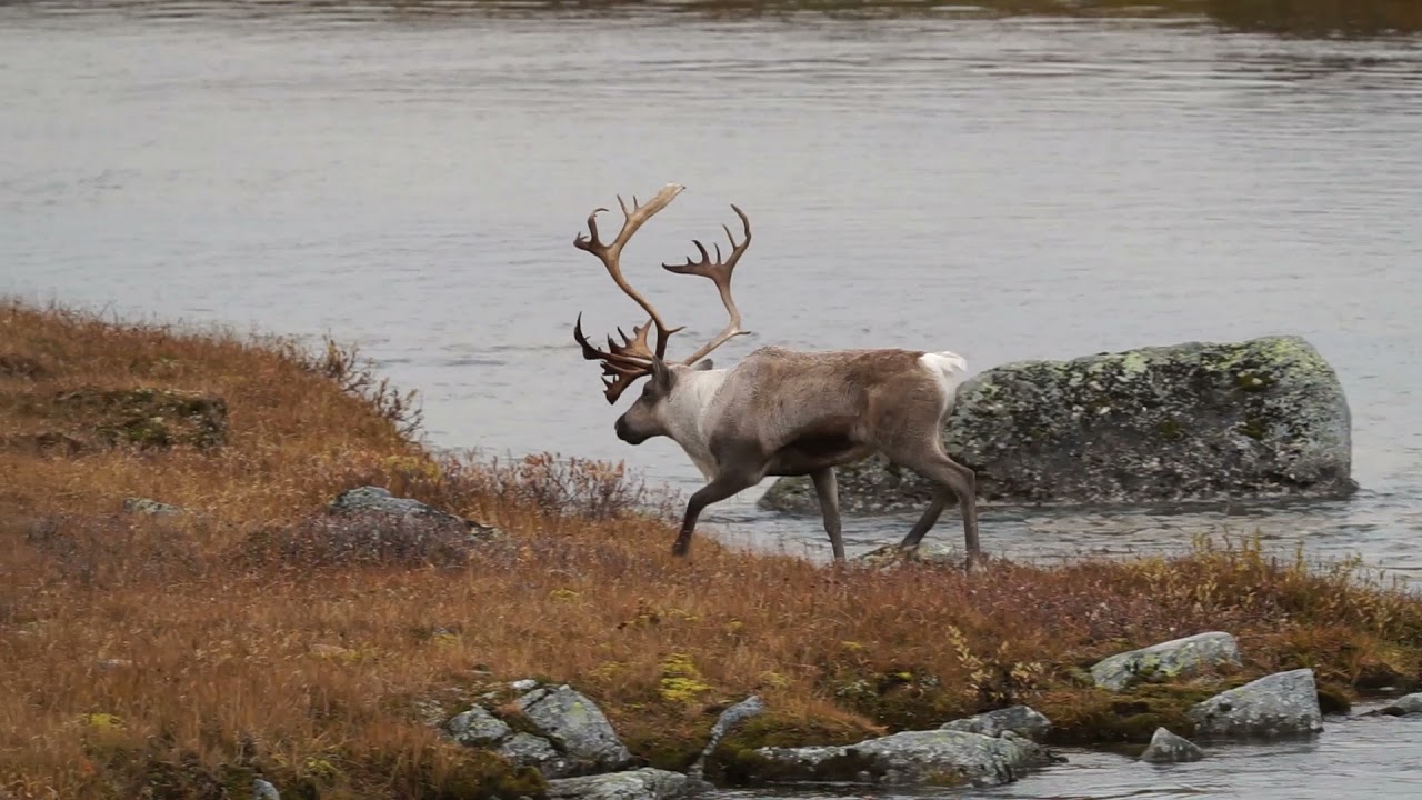 Renne sauvage du Dovrefjell - YouTube