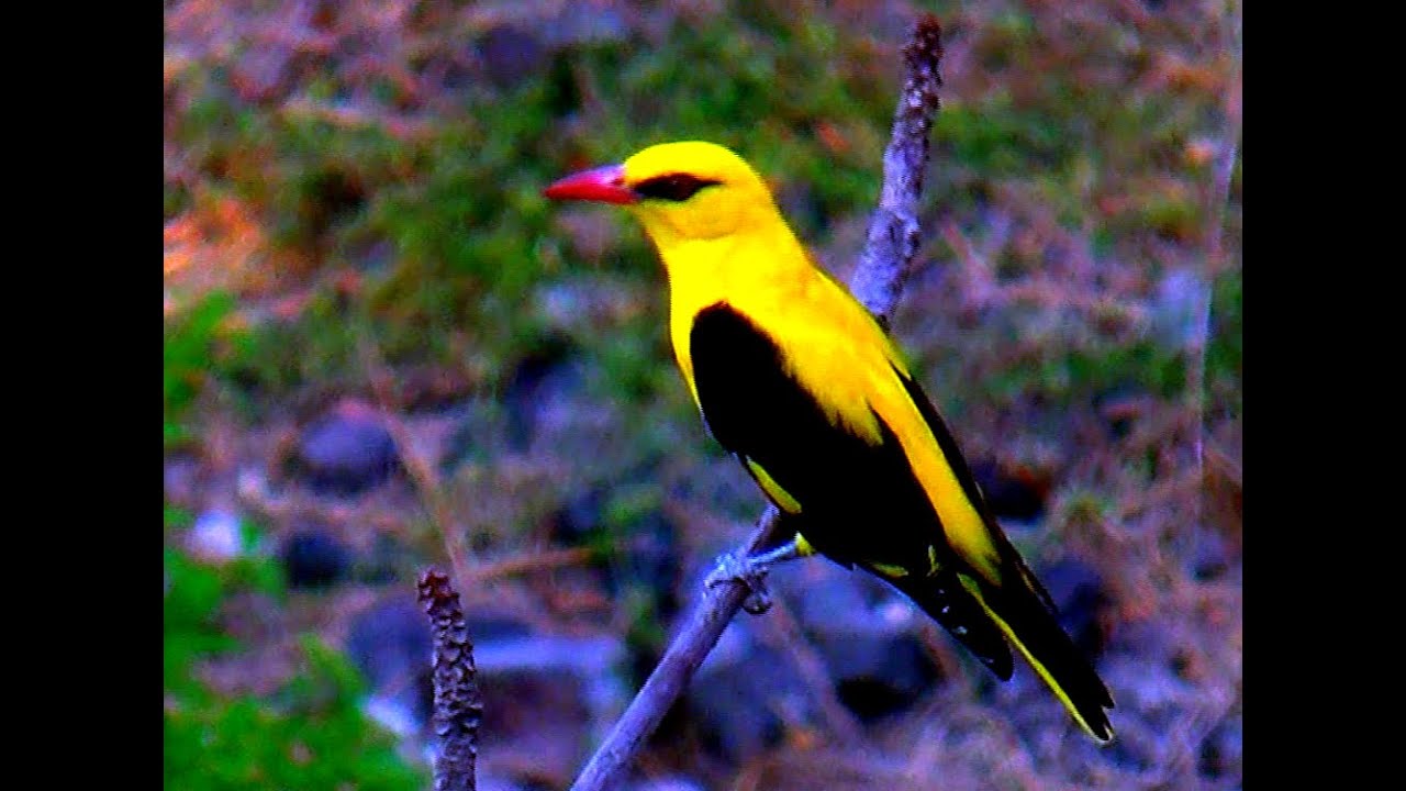 Indian Golden Oriole Bird Video - YouTube