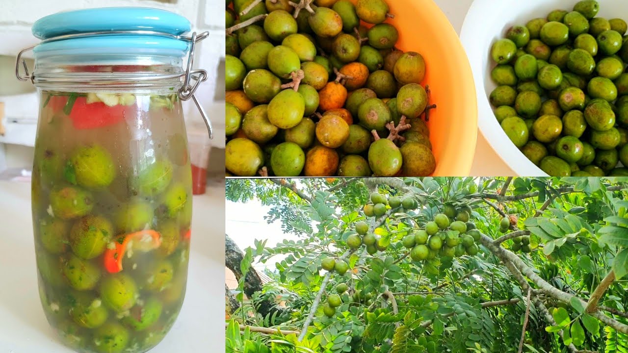 Picking Plum || How To Make Soaked Plum || Trinidad - YouTube