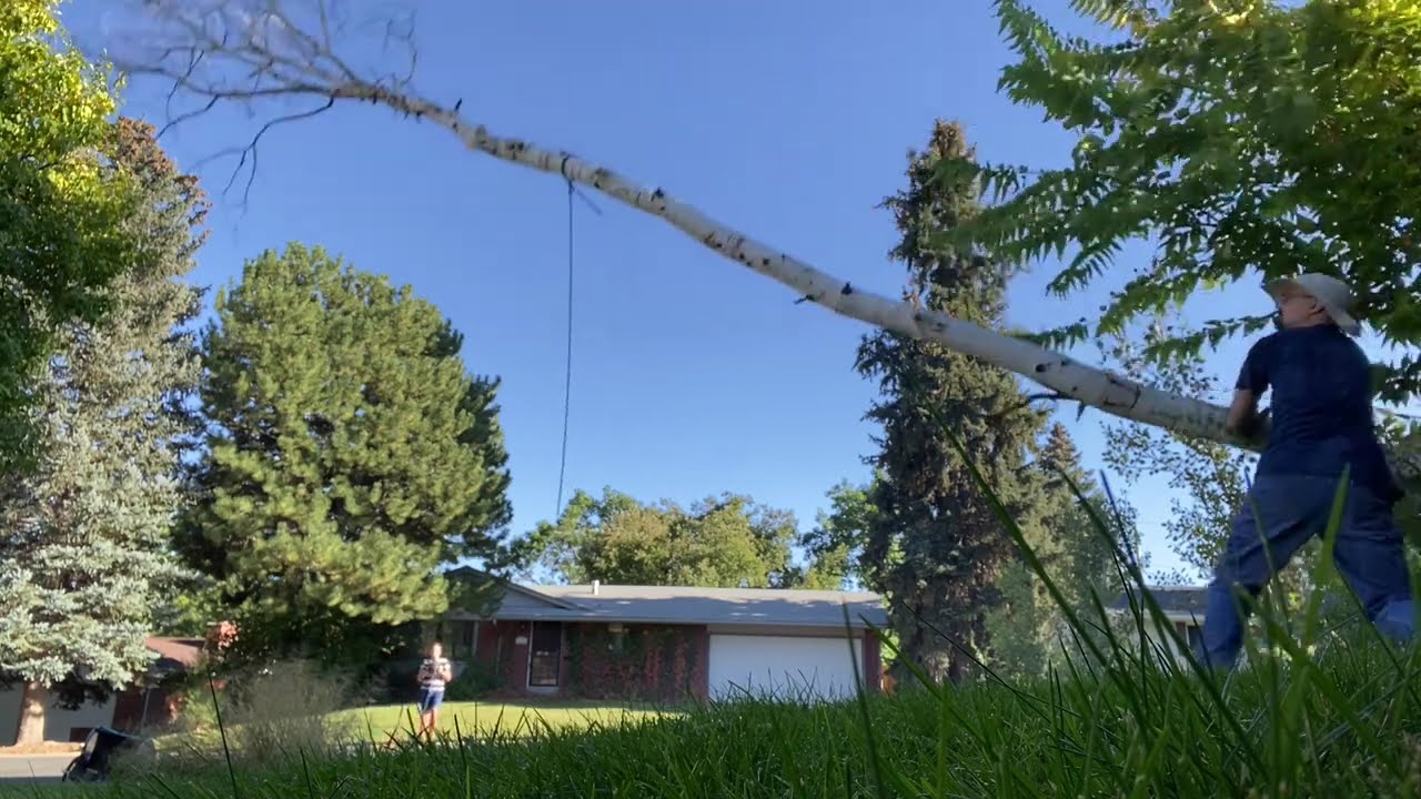 Cutting down a dying aspen tree - YouTube