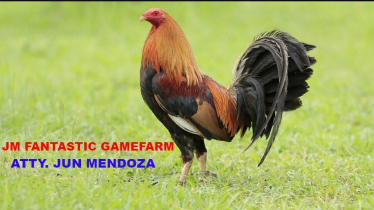 JM FANTASTIC of Atty Jun Mendoza - YouTube