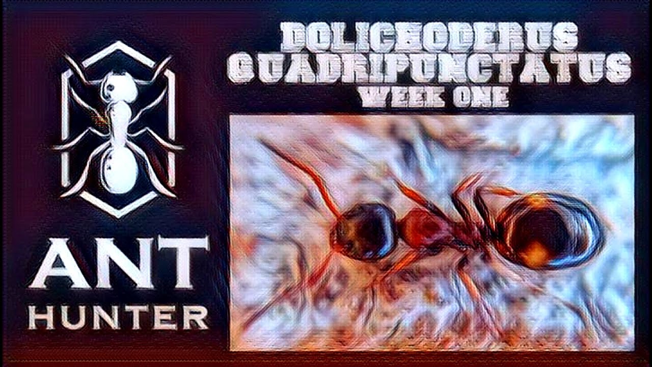 🐜 Dolichoderus quadripunctatus - Colony Update [Week 1] - YouTube