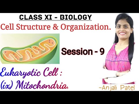 Class XI Biology - Cell Structure & Organization : Eukaryotic Cell ...