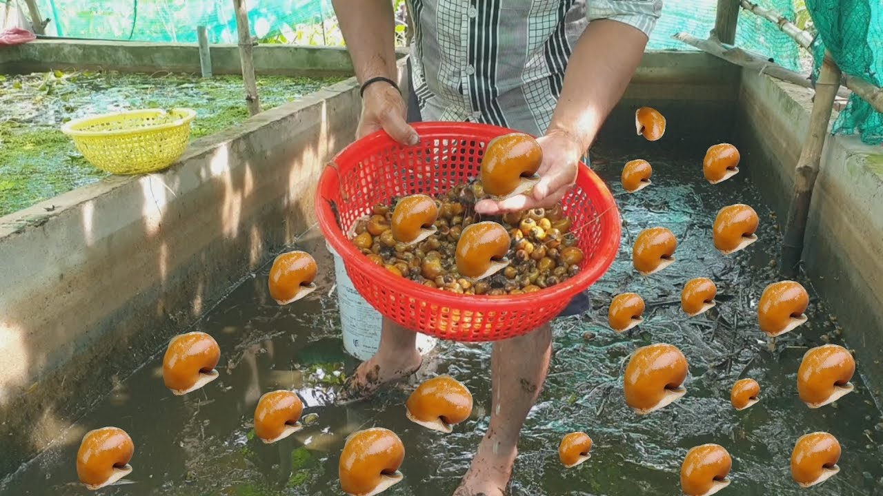 Butter snails, durian snails/ សំអាតបាតអាងខ្យង អាយុ2~3ខែ - YouTube