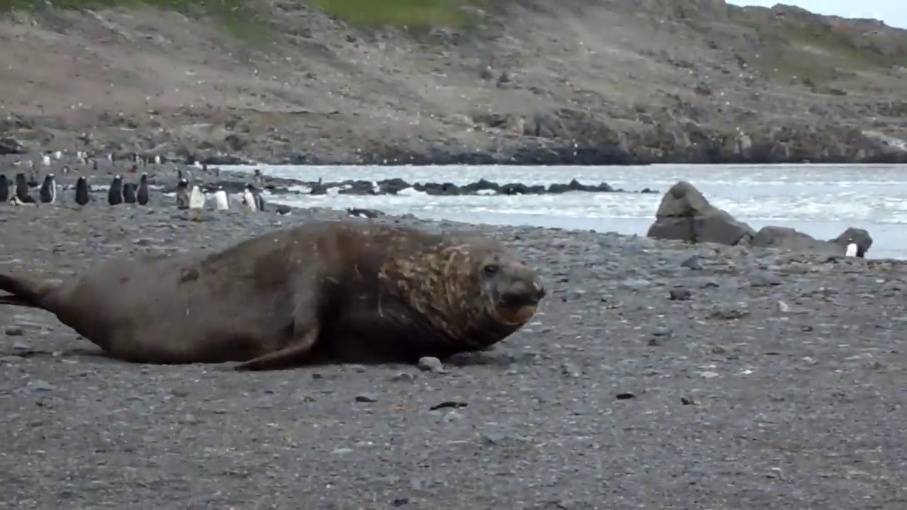 Elephant Seal on the move! - YouTube