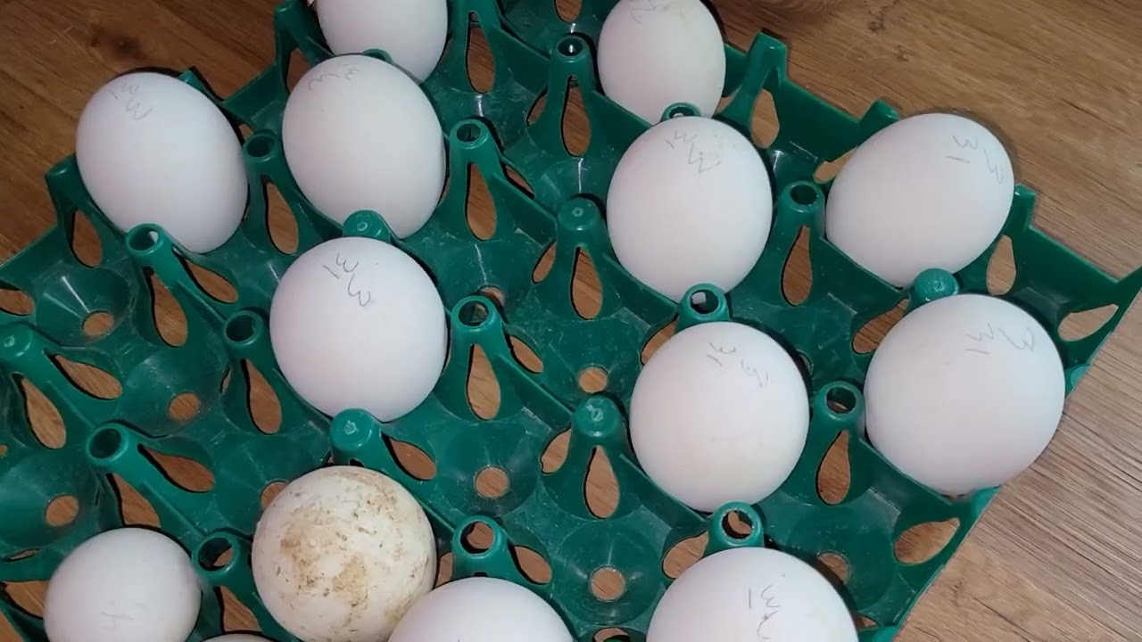 Goose Eggs: The Surprising Truth About Their Gestation - Homesteading.blog
