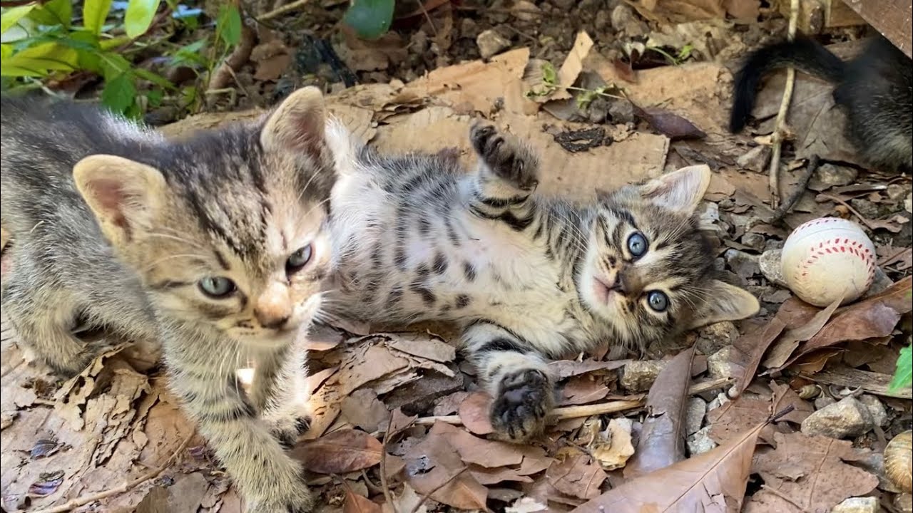 Cute Kittens living on the street. These Kittens love to play. - YouTube