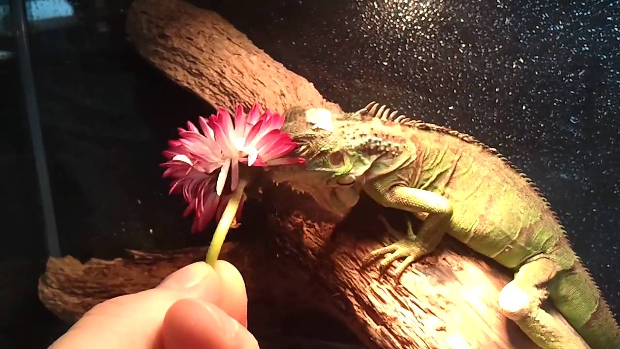 Legwan Zielony karmienie ( Iguana Iguana feeding ) - YouTube