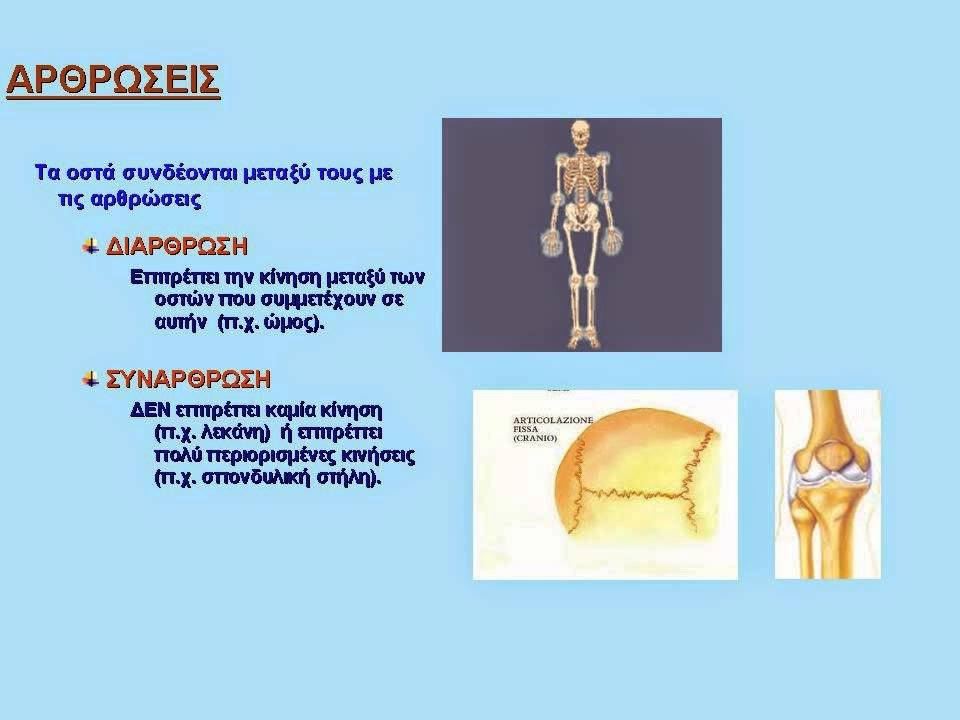 Μυοσκελετικό Σύστημα Του Ανθρώπου - YouTube