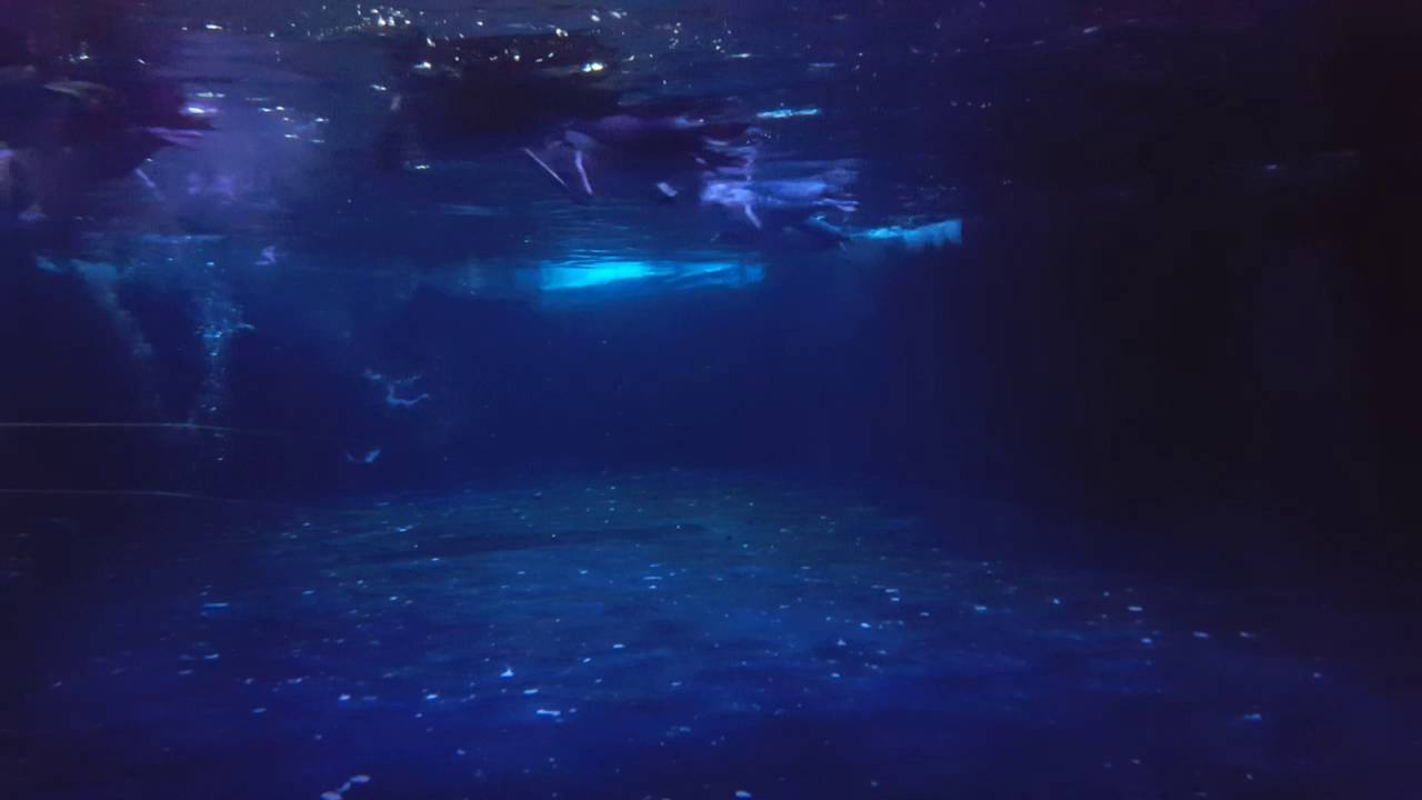 Penguins, The Deep, Hull, England - YouTube