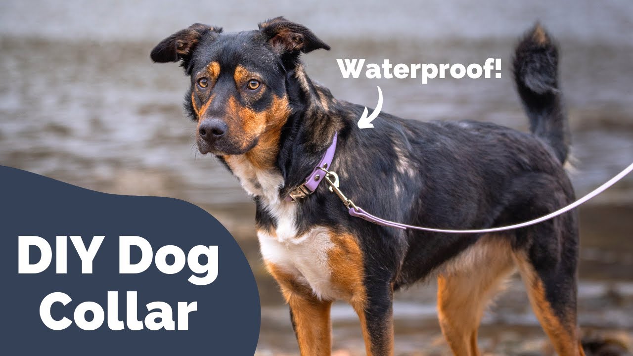 How to make a biothane waterproof collar for your dog | no sew easy DIY ...