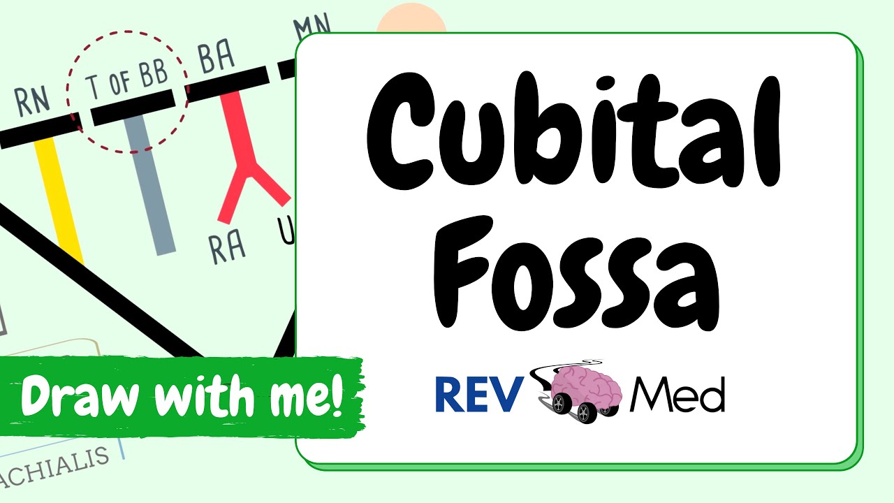 Cubital Fossa: Anatomy animated in under 3 mins! (with Mnemonics) - YouTube