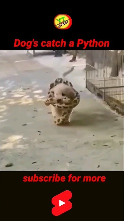 Cute Dogs Catch a python. #youtubeshort #2023viralvideos - YouTube