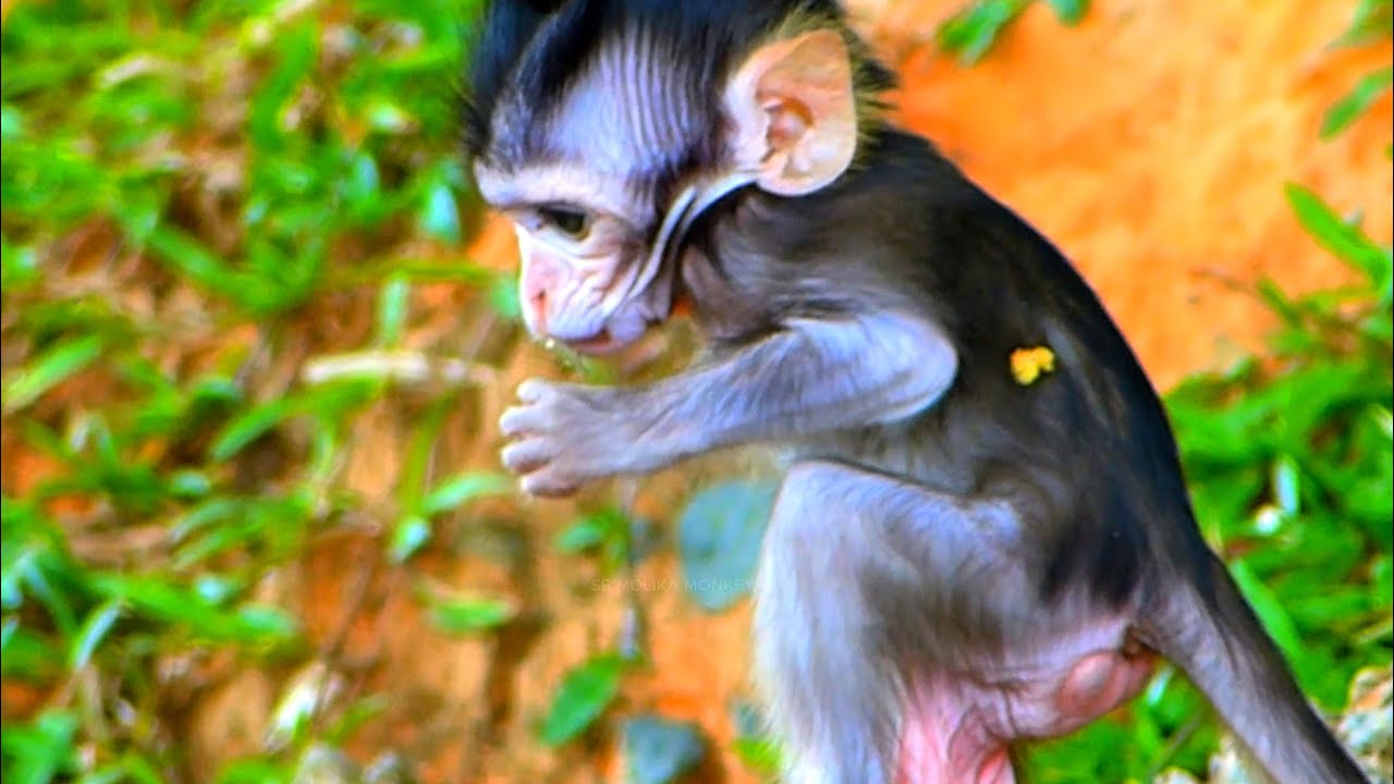 Real Life Baby Monkey In The Jungle - YouTube