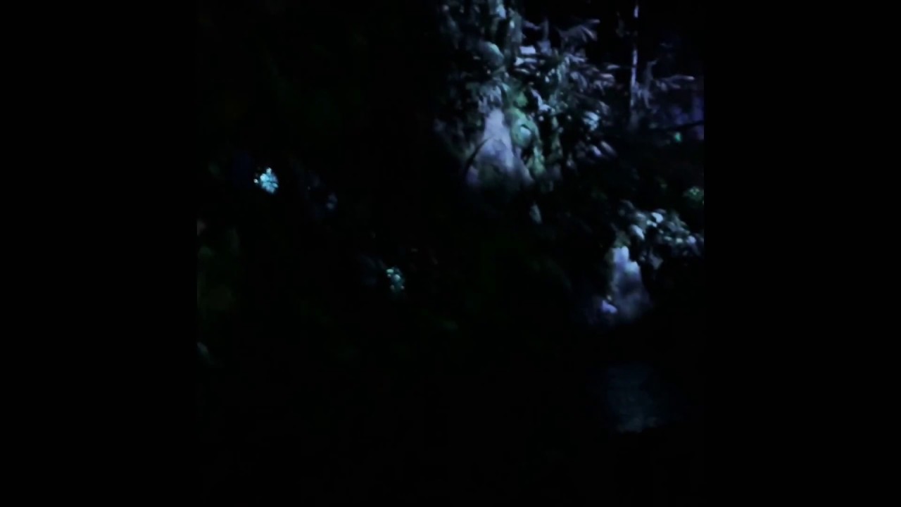 Inside Avatar Pandora Boat Ride - Na'vi River Journey - Animal Kingdom ...