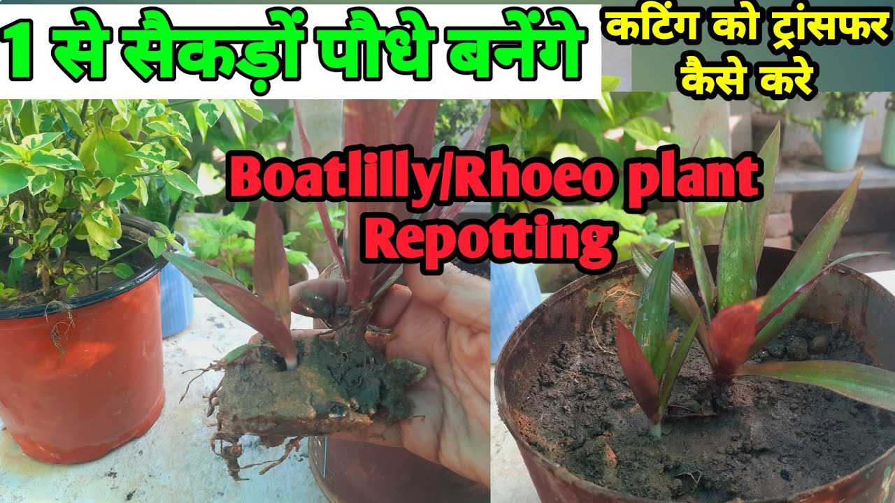 1 से सैकड़ों पौधे बनाए Rhoeo low maintenance plant/Repotting of ...