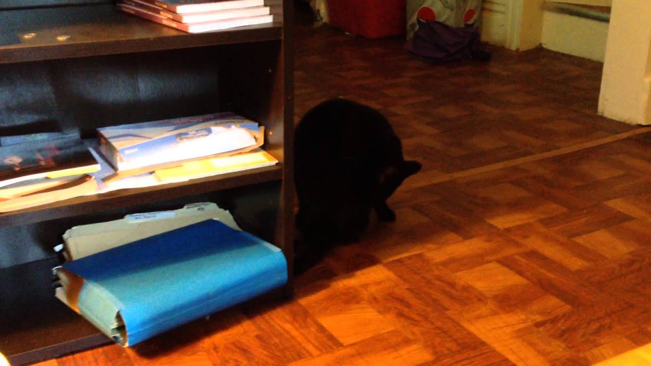 Milo and Jinx - YouTube