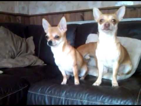 LOVE Chihuahuas! My 3 Chihuahuas play fighting ! - YouTube