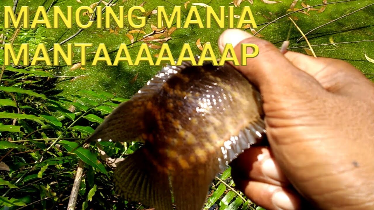 KESERUAN MANCING WITH MY BEST FRIEND | AMAZING FISHING | MANCING AMBYAR ...